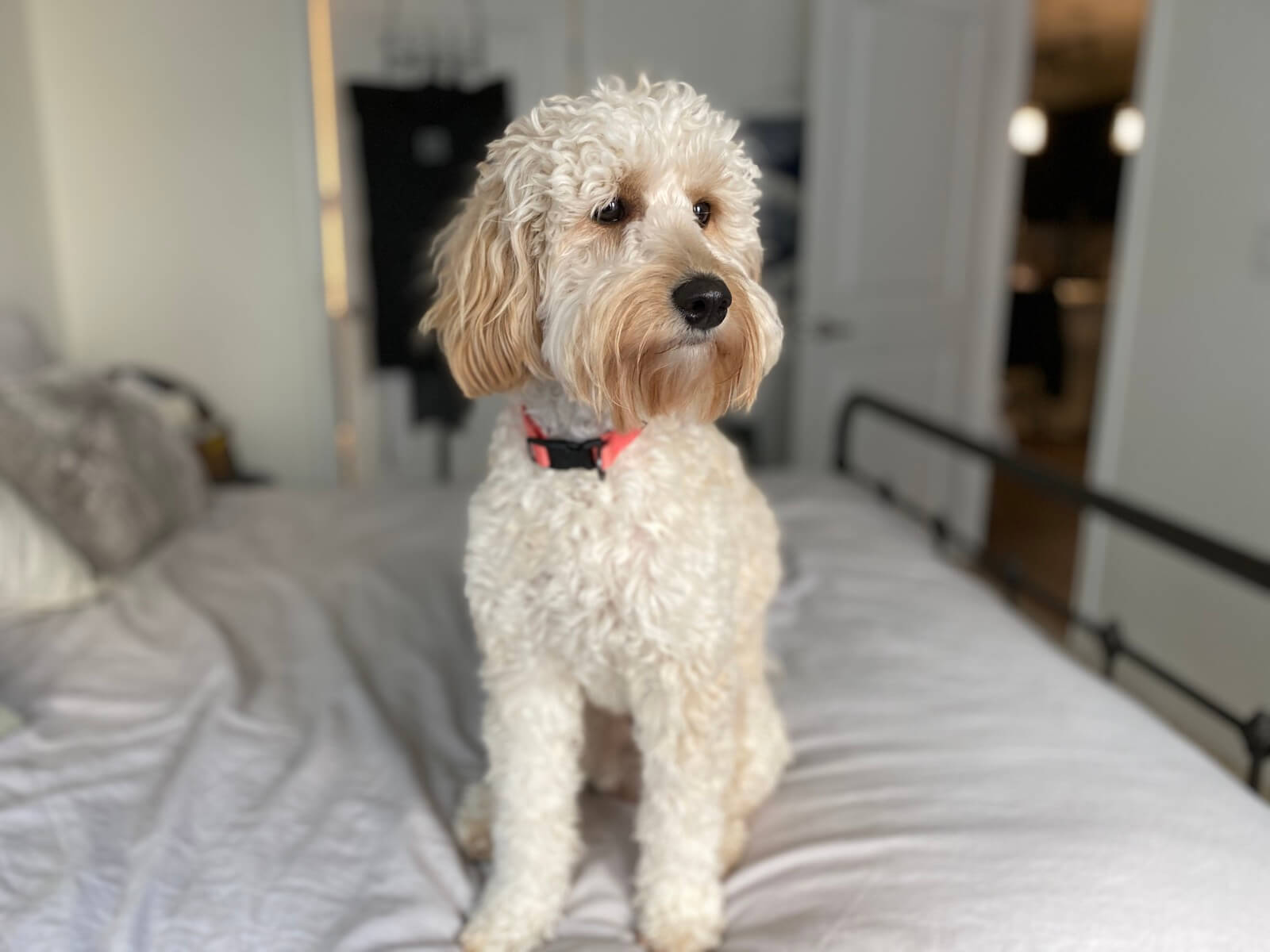 Home - Labradoodles of TX