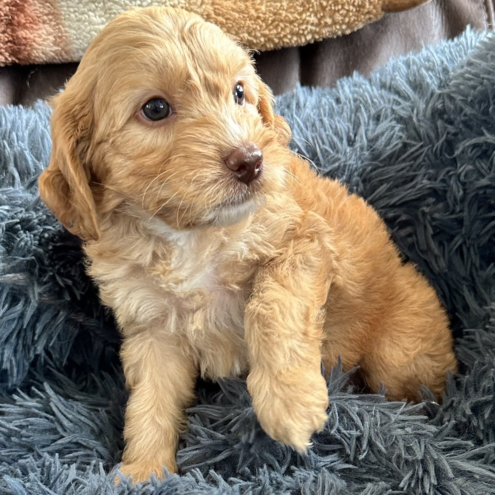 Home - Labradoodles of TX