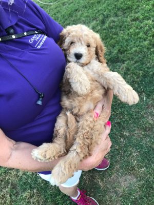 Home - Labradoodles of TX